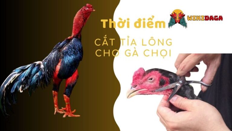 Cách Cắt Lông Gà Chọi đơn Giản đẹp Mê Như Thợ Chuyên Nghiệp